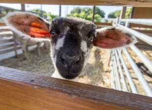 On the Farm - OC Fair & Event Center - Costa Mesa, CA